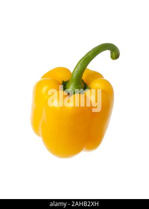 Isolated pepper. One yellow bell pepper isolated on white background ...