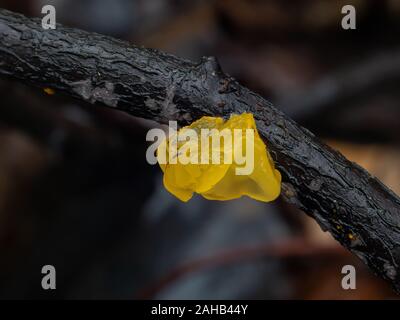 Yellow Brain, Golden Jelly Fungus or Witches' Butter (Tremella ...