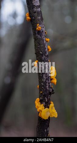 Yellow Brain, Golden Jelly Fungus or Witches' Butter (Tremella ...