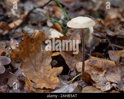 Marasmius prasiosmus growing in Görvälns naturreservat, Sweden Stock ...