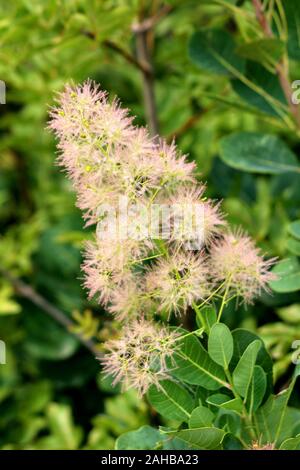 Eurasian smoke tree (Cotinus coggygria 'Golden Spirit' Stock Photo - Alamy