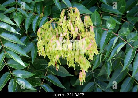 Ailanthus altissima, tree of heaven, ailanthus, varnish tree, chouchun ...