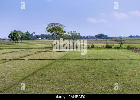 Fields in farmland in the countryside at Kaziranga National Park ...