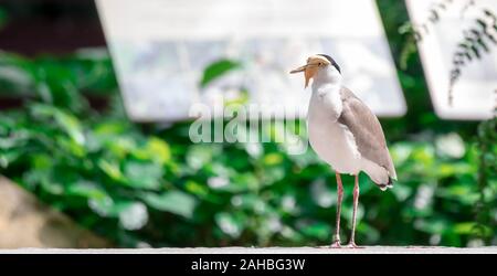 Masked lapwing commonly referred to as a plover and well known for its ...