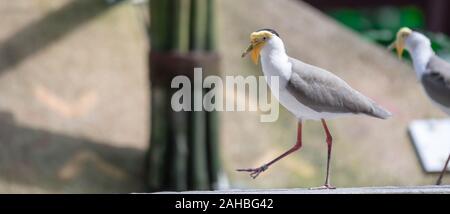 Masked lapwing commonly referred to as a plover and well known for its ...
