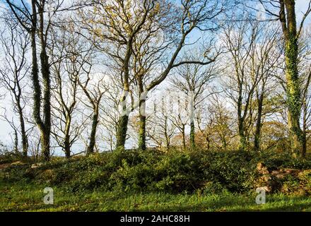 Colan Woods, the overgrown grounds of the historic Fir Hill Manor in ...