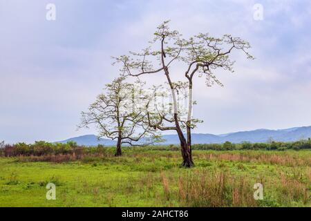 Landscape and scenery in Kaziranga National Park, Assam, northeastern ...