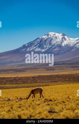 Large group of vicuna (Vicugna vicugna) grazing on the snow covered ...
