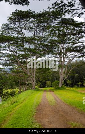 The Wai Koa Loop trail, on the island of Kauai, Hawaii features ...