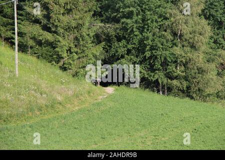Forest in summer with pines, beeches and fir in Bolzen, Trentino Alto ...