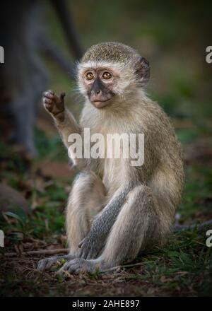 Vervet Monkeys in the wild in South Africa Stock Photo - Alamy