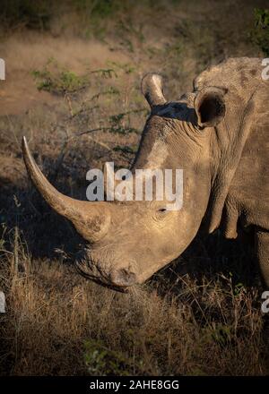 White rhino (square-lipped rhinocerus, Ceratotherium simum) and baby ...