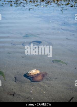 Moon snails and their egg cases Stock Photo - Alamy