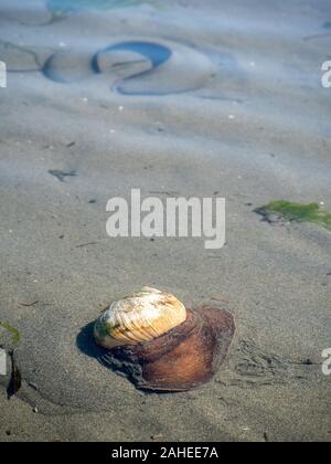 Moon snails and their egg cases Stock Photo - Alamy