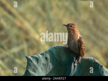 Plaintive Cuckoo (Cacomantis merulinus) hepatic phase, adult female ...