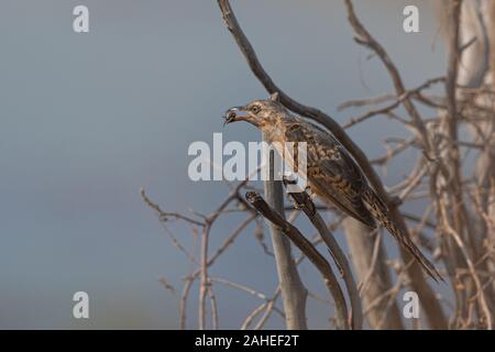 Plaintive Cuckoo (Cacomantis merulinus) hepatic phase, adult female ...