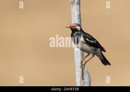 The pied myna or Asian pied starling (Gracupica contra) is a species of starling found in the ...