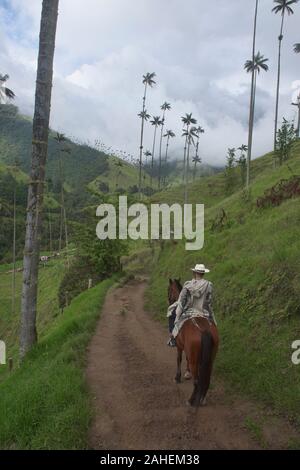 Horse riding under wax palms in the Cocora Valley, Salento, Colombia ...