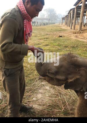 Baby elephant in Chitwan National Park, Nepal Stock Photo - Alamy