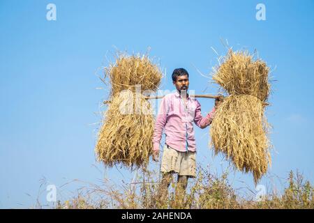 Beautiful view of Indian farmer carrying paddy stack in home Stock ...