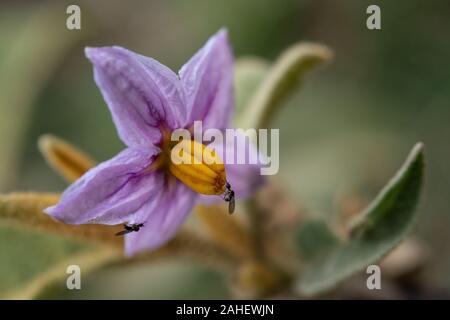 Flowers of Solanum incanum, Solanaceae, Ngorongoro Conservation Area ...