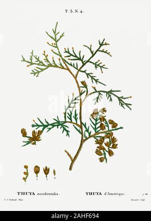 Thuja occidentalis drawing Stock Photo - Alamy