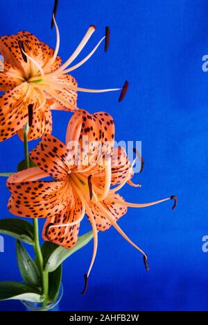 Turk's Cap Lily, Turban Lily, Swamp Lily or American Tiger Lily, Lilium ...