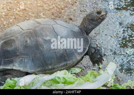The turtle is resting after eating the Chinese cabbage Stock Photo - Alamy