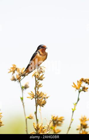 American barn swallow (Hirundo rustica erythrogaster) in flight ...
