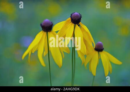 Wildflowers, Blendon Woods Metropark, Columbus, Ohio Stock Photo - Alamy