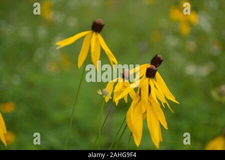 Wildflowers, Blendon Woods Metropark, Columbus, Ohio Stock Photo - Alamy