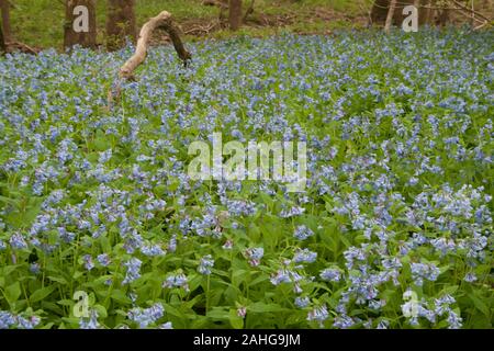Bluebells, 3 Creeks Metropark, Columbus, Ohio Stock Photo - Alamy