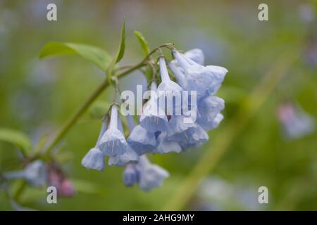 Bluebells, 3 Creeks Metropark, Columbus, Ohio Stock Photo - Alamy