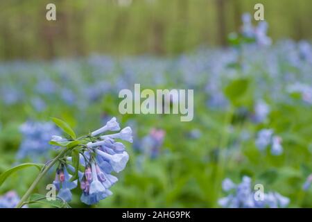 Bluebells, 3 Creeks Metropark, Columbus, Ohio Stock Photo - Alamy