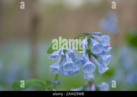 Bluebells, 3 Creeks Metropark, Columbus, Ohio Stock Photo - Alamy