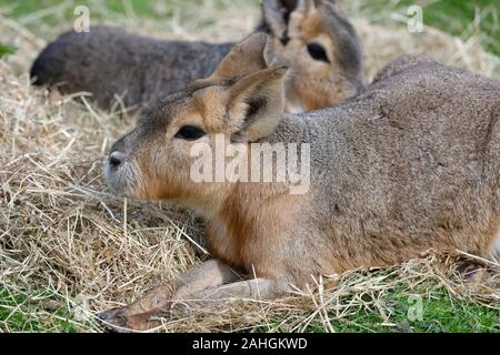 Patagonian mara (Dolichotis patagonum) is a large sort of rabbit-like ...