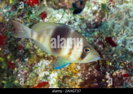 Barred hamlet fish (Hypoplectrus puella) underwater in the caribbean ...