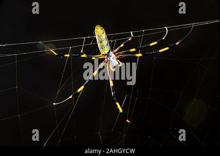 Abstract Spiderweb on black background, halloween decoration Stock ...