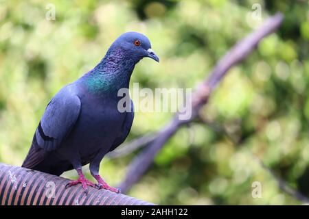 A closeup shot of a white bird with blurry background Stock Photo - Alamy