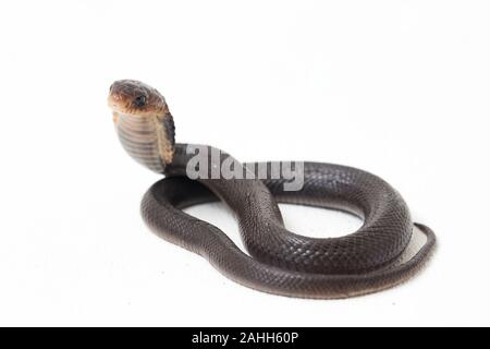 A closeup of a Black Spitting Cobra (Naja nigricincta woodi) from ...