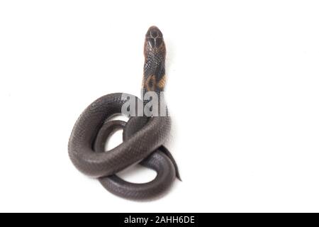 A closeup of a Black Spitting Cobra (Naja nigricincta woodi) from ...