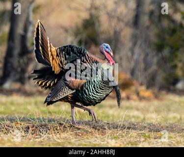 Male tom wild turkey in the springtime countryside near Chisago City ...
