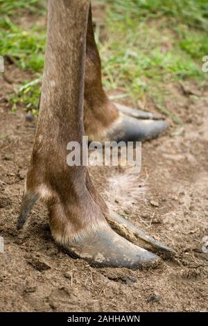 EUROPEAN MOOSE or ELK (Alces alces). Cloven hoof. Two digits wide ...