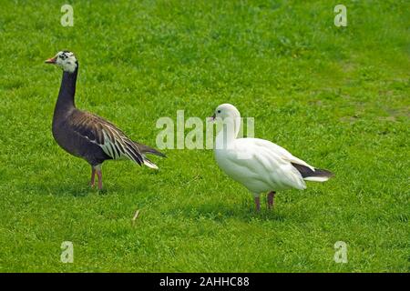 Blue morph Ross's Goose (Anser rossii) as a vagrant in the Netherlands ...