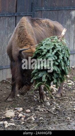 European Bison in Prague zoo got from their keepers popular yearly ...