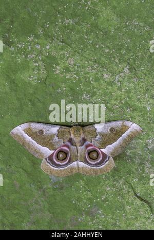 African Emperor Moth ( Gonimbrasia zambesina) adult male, wings ...