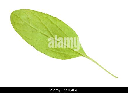 back side of green leaf of marjoram (Origanum majorana) herb isolated ...