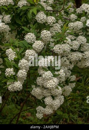 Spiraea cantoniensis, the Reeve's spiraea, bridalwreath spirea, double ...