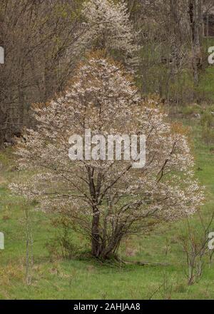 photo of wild cherry (Prunus avium 'Plena' Stock Photo - Alamy