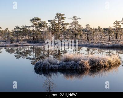 bog landscape with swamp pines and swamp pond, cold autumn morning with ...